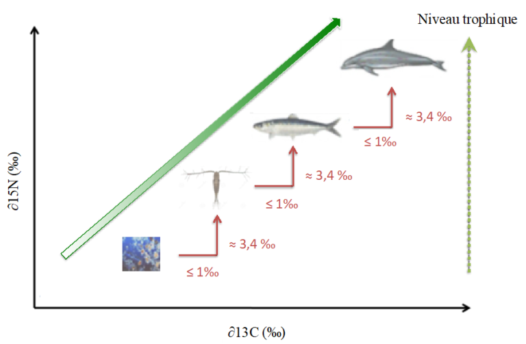 Étude des réseaux trophiques - GIS Éolien en Mer
